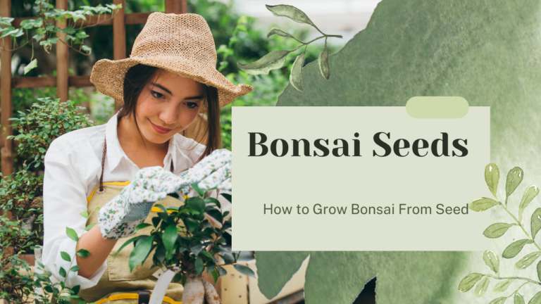 How to Grow Bonsai from Seed: A Journey of Patience and Beauty
