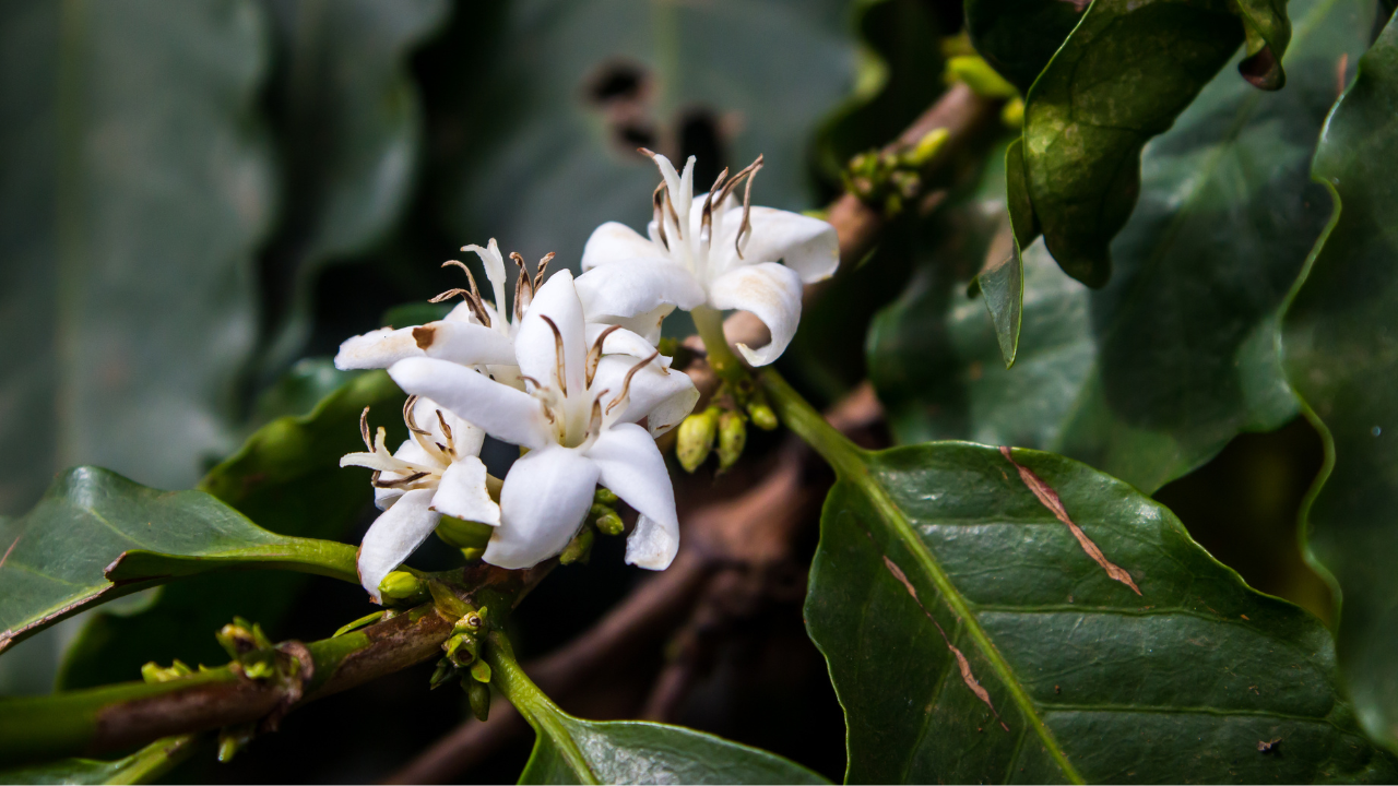Coffee Plant Care Guide: Indoor and Outdoor Care - Bonsai Arbor